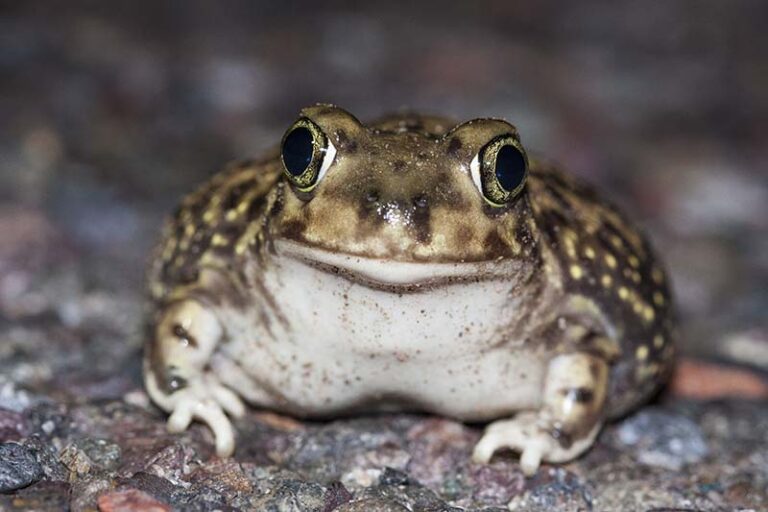 23 Types of Toads (With Info & Pictures) | Hepper