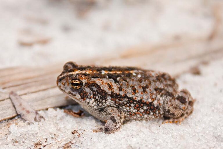 23 Types of Toads (With Info & Pictures) | Hepper