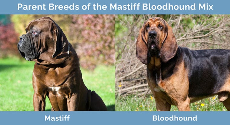 Mastiff Bloodhound Mix: Info, Pictures, Care Guide & Traits | Hepper