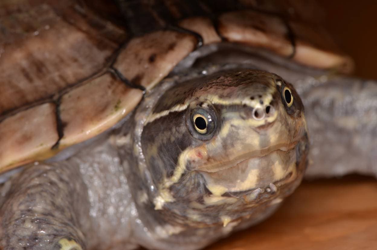 Sternotherus Odoratus Care