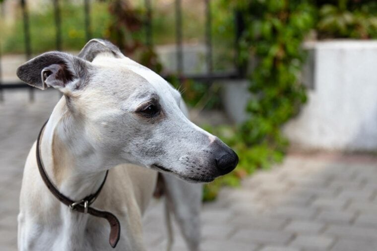 12 Whippet Colors & Markings (With Pictures) | Hepper