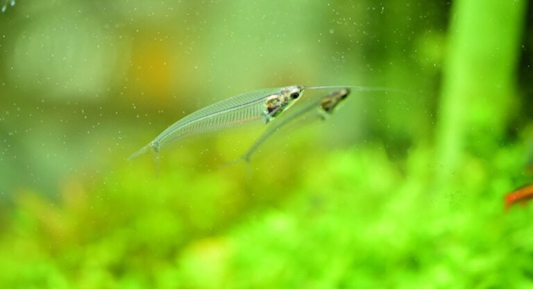 Glass Catfish: Care Guide, Varieties & Lifespan (With Pictures) | Hepper