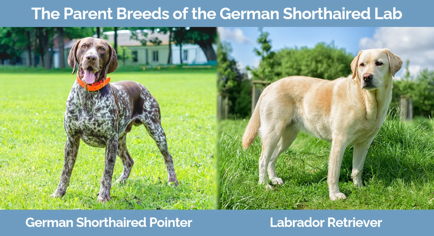 Pointer Yellow Lab Mix