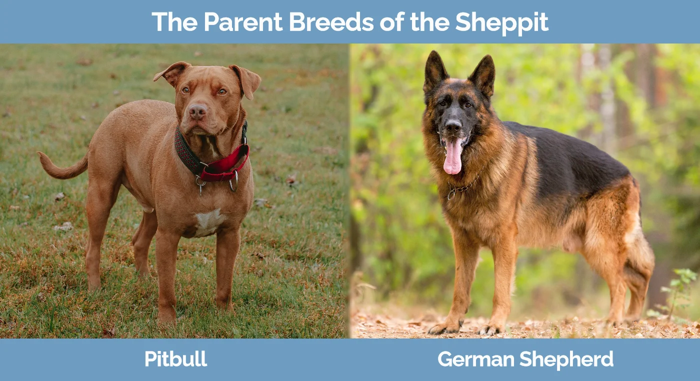 German Shepherd Pitbull Mix Puppies