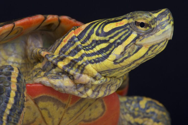 Painted Turtle Lifespan: Vet-Reviewed Lifespan, Care, & Life Stage Info ...