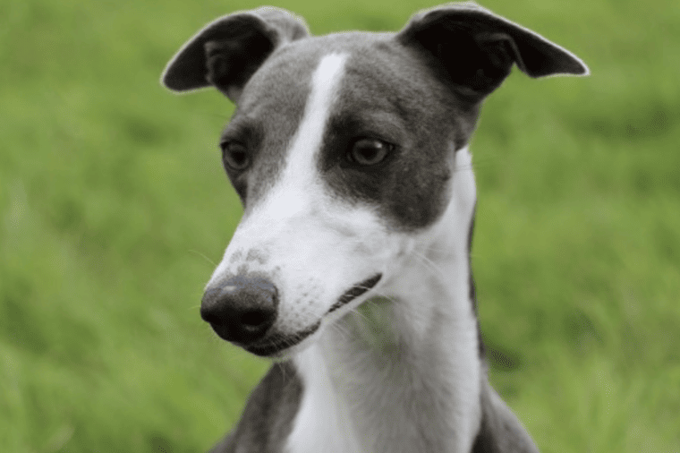 12 Whippet Colors & Markings (With Pictures) | Hepper