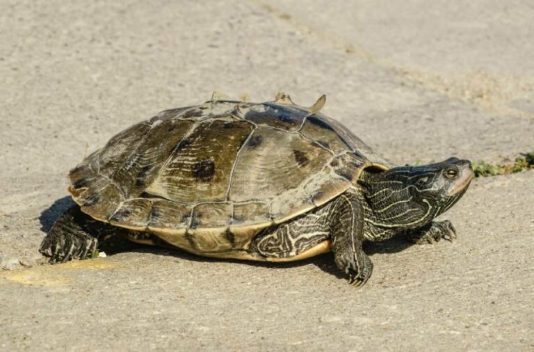 Mississippi Map Turtle: Facts, Pictures, Diet & Care Guide | Hepper
