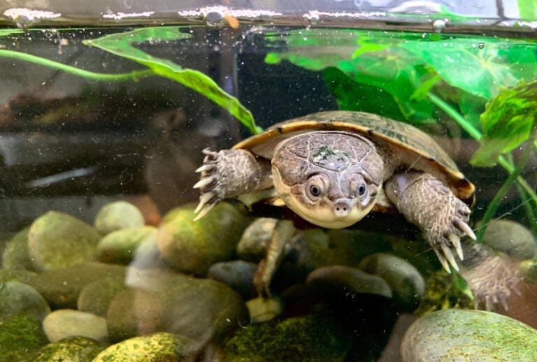 10 Types of Turtles That Are Kept as Pets (With Info & Pictures) | Hepper