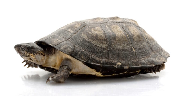African Sideneck Turtle: Pictures, Facts, Diet & Care Guide | Hepper