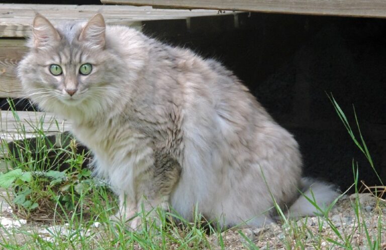 15 Beautiful Turkish Angora Colors & Patterns (With Pictures) | Hepper