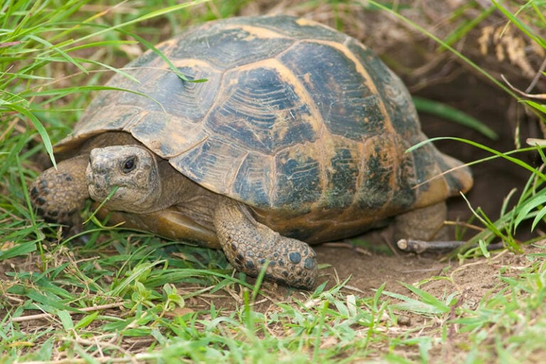 Greek Tortoise: Pictures, Facts, Diet & Care Guide | Hepper