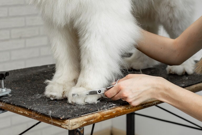 Samoyed Grooming: 9 Expert Tips & Tricks | Hepper