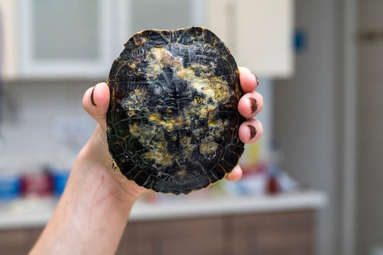 Turtle Shell Rot: Signs, Causes & Treatment (Vet Answer) | Hepper