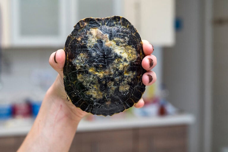 Turtle Shell Rot: Signs, Causes & Treatment (Vet Answer) | Hepper