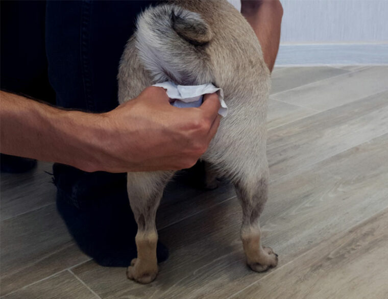 How to Clean a Dog’s Anal Glands: 10 Vet-Verified Steps | Hepper