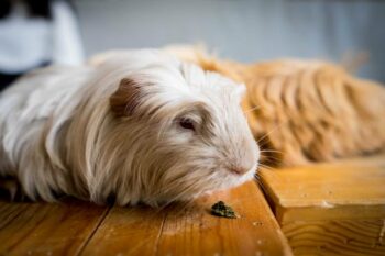 How Do Guinea Pigs See? Vet-Reviewed Vision Facts & FAQs | Hepper