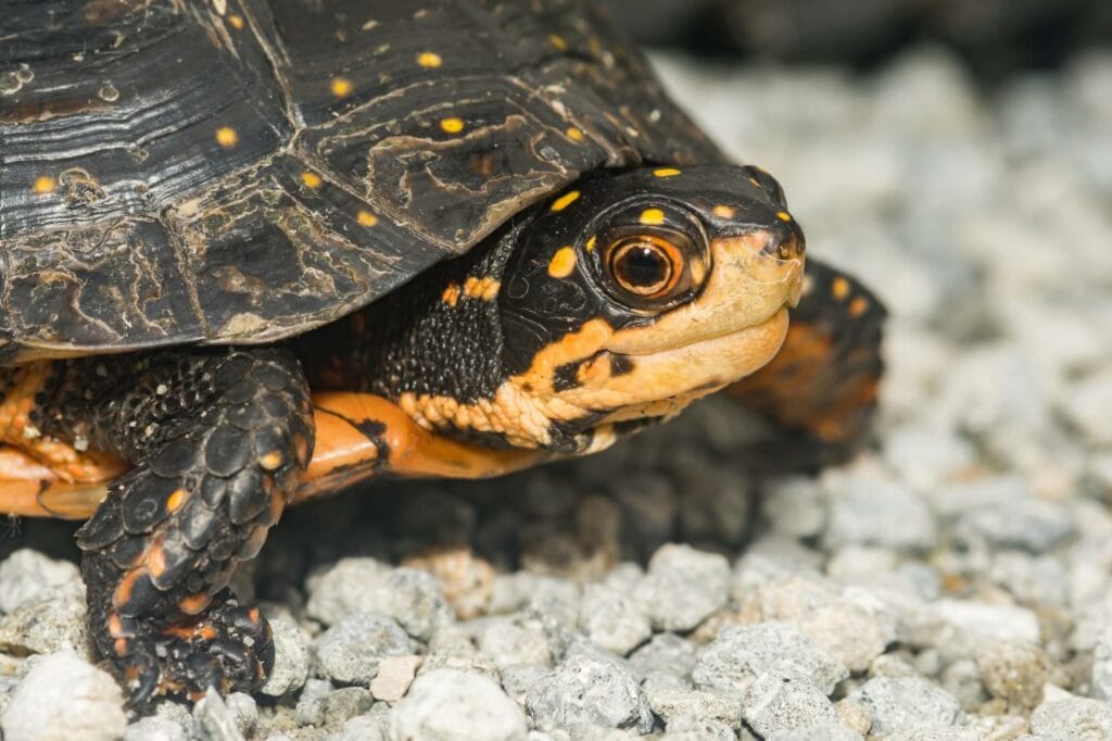 Noticed Turtle: Photos, Information, Food plan & Care Information ...