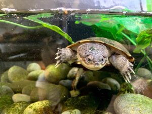 African Sideneck Turtle: Pictures, Facts, Diet & Care Guide | Hepper