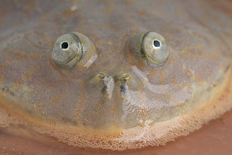 Budgett Frog Care Guide: Lifespan, Diet, Pictures & More | Hepper