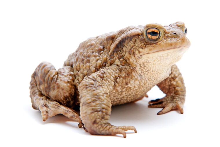 5 Best Pet Toad Species That Are Easy to Look After (Vet-Verified Info ...