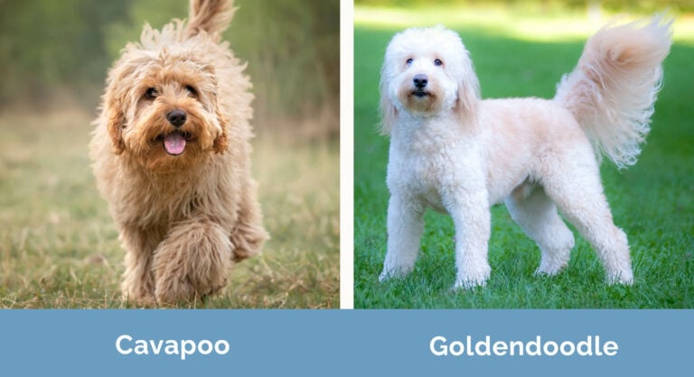 Cavapoo vs Goldendoodle: The Differences (with Pictures) | Hepper