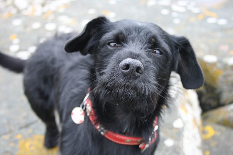 Black Lab Scottish Terrier Mix