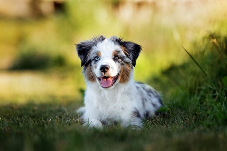 5 Australian Shepherd Haircuts & Grooming Styles in 2025 (with Pictures ...
