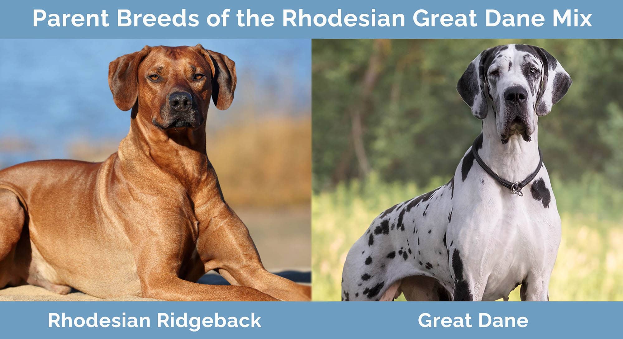 Rhodesian Ridgeback Great Dane Mix