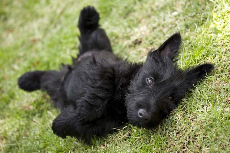 5 Adorable Scottish Terrier Haircuts (With Pictures) | Hepper