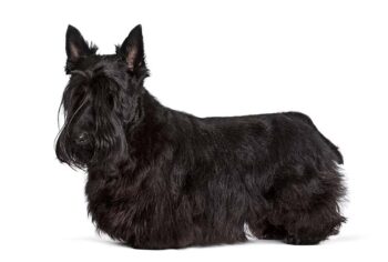 5 Adorable Scottish Terrier Haircuts (With Pictures) | Hepper