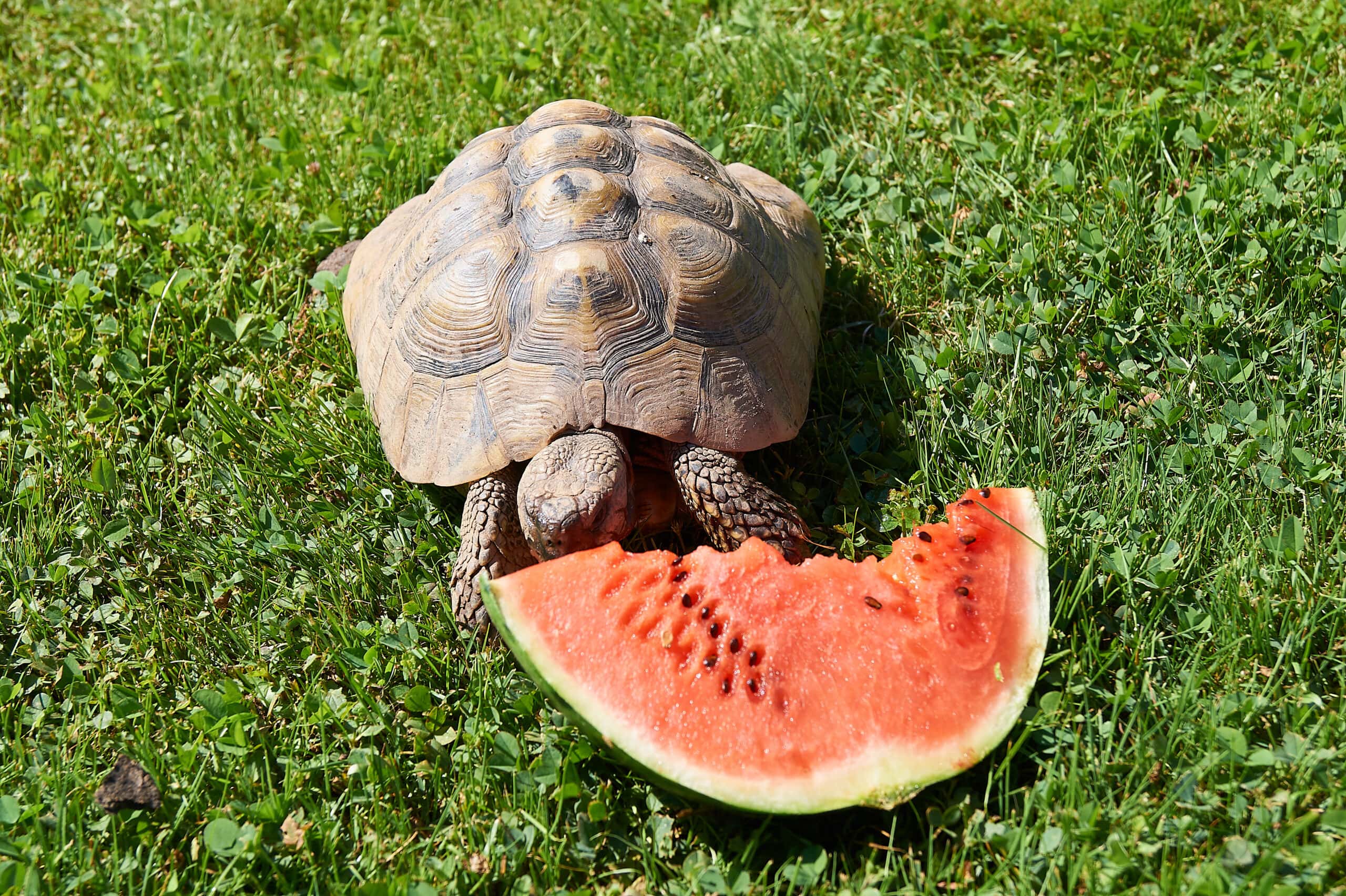 Turtle Eating Watermelon