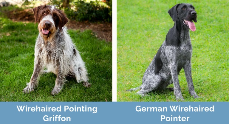 Wirehaired Pointing Griffon vs German Wirehaired Pointer: Differences (With Pictures) | Hepper