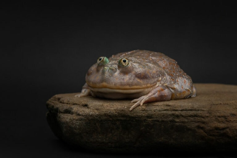 Do Frogs Bite? Vet Reviewed Reasons, Species & FAQ | Hepper