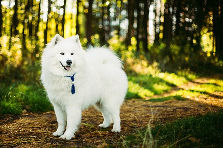 21 Most Beautiful Dog Breeds: Info, Pictures, Facts & History | Hepper