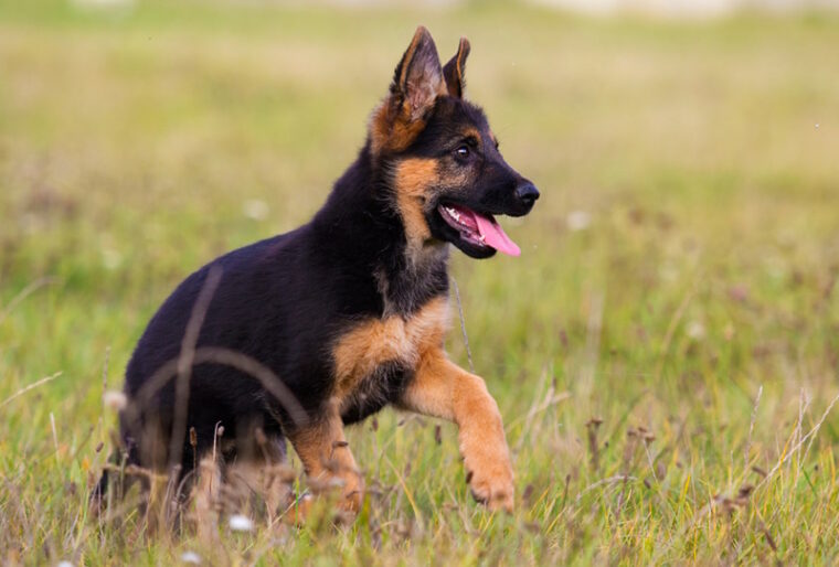 Dwarf German Shepherd: Facts, Origin & History (With Pictures) | Hepper