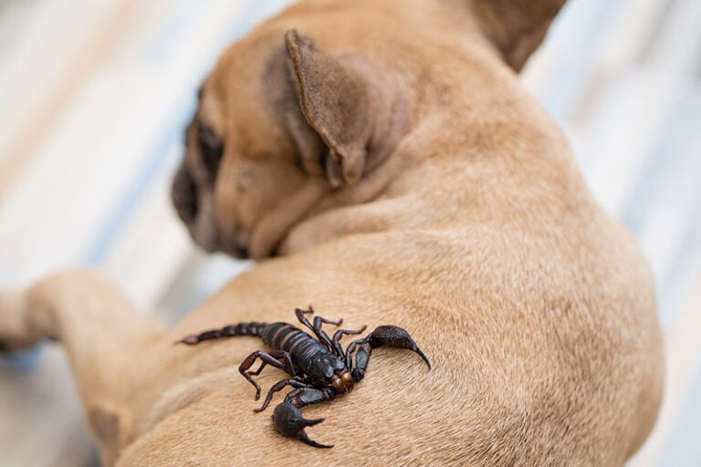 Dog Stung by a Scorpion? Our Vet Explains What to Do | Hepper