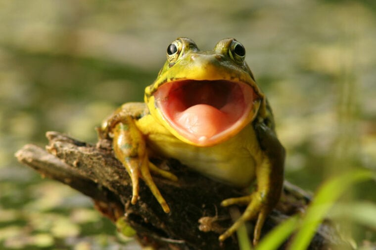 Do Frogs Bite? Vet Reviewed Reasons, Species & FAQ | Hepper