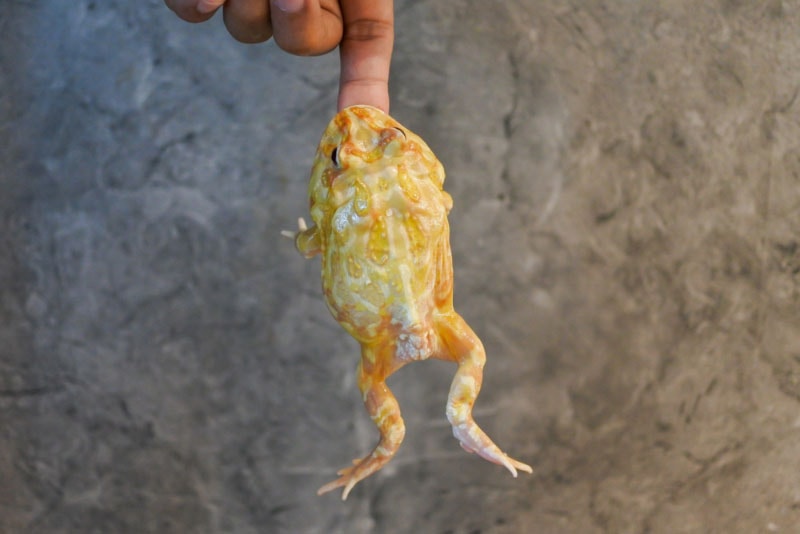 Do Frogs Bite? Vet Reviewed Reasons, Species & FAQ | Hepper
