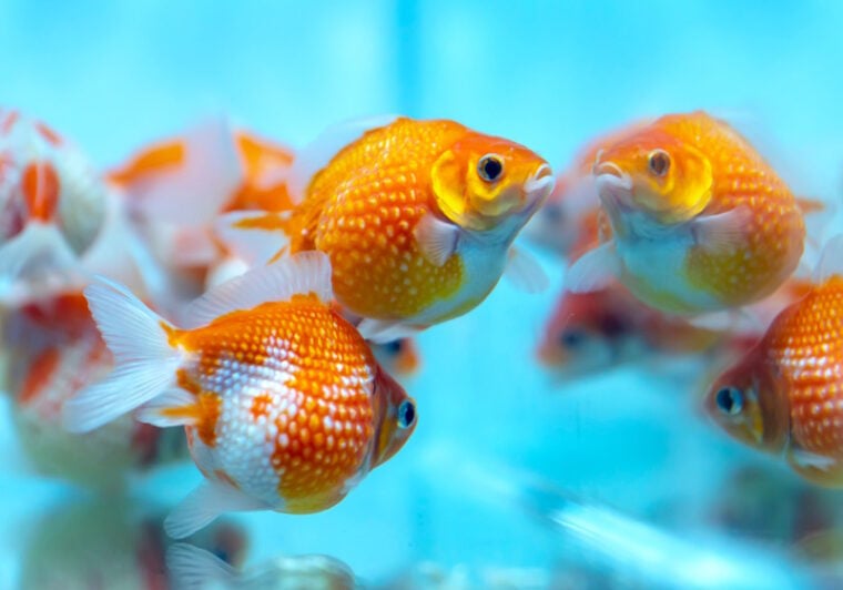 Pearlscale Goldfish: Pictures, Size, Care, Tank Setup, & More | Hepper