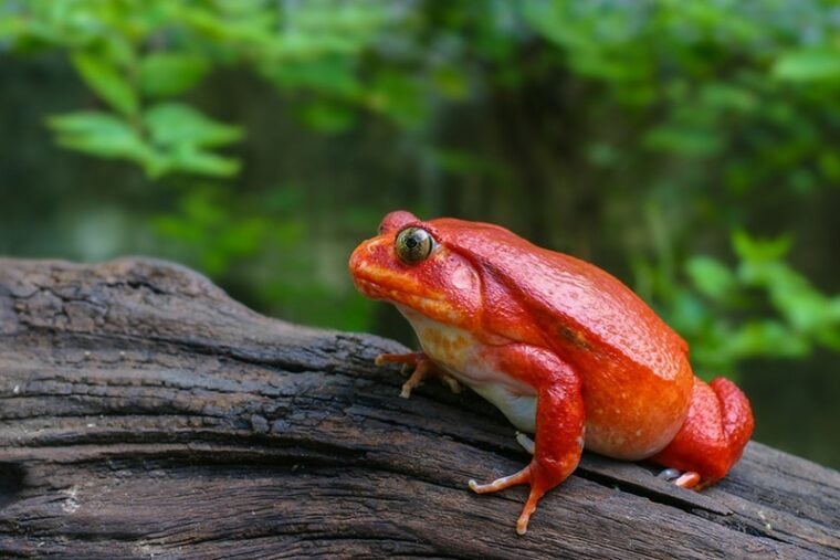 Tomato Frog: Lifespan, Diet, Pictures, and More | Hepper