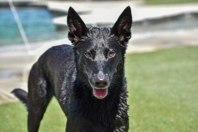 15 Black Dog Breeds: Info, Pictures, Facts & History | Hepper