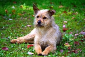 12 Dutch Dog Breeds: Info, Pictures, Facts & History | Hepper
