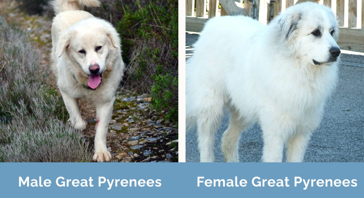 Male vs Female Great Pyrenees: The Differences (With Pictures) | Hepper