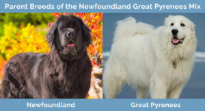 Newfoundland Great Pyrenees Mix: Pictures, Care Guide, Temperament ...