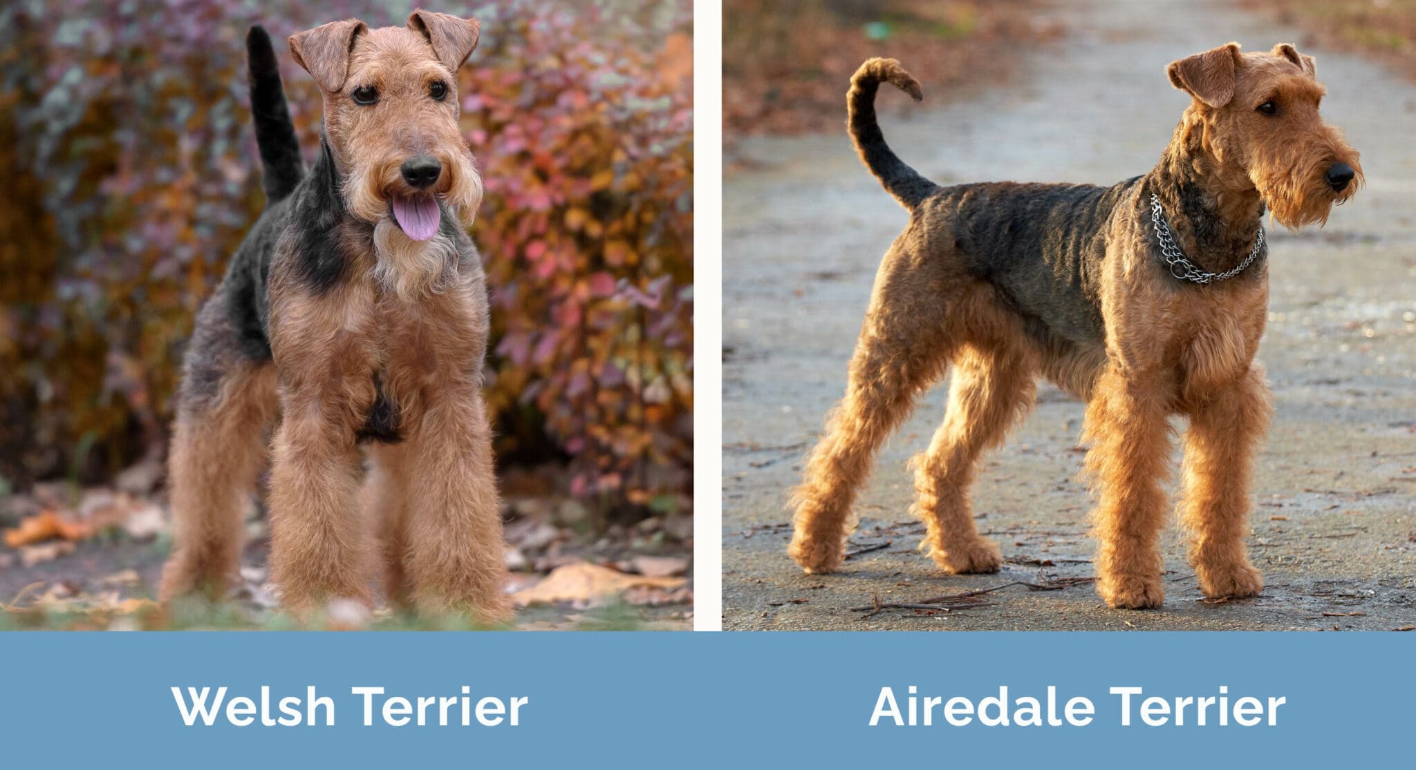 Welsh Terrier vs Airedale Terrier: Main Differences (With Pictures ...