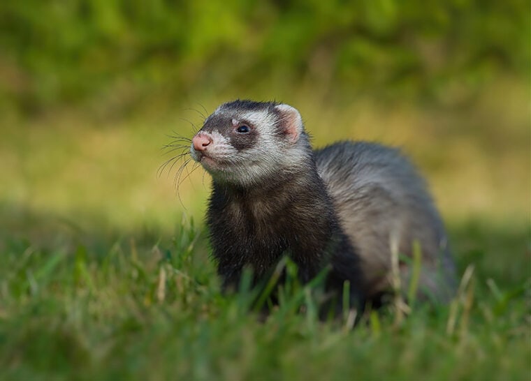Black Sable Ferret: Info, Care, Pictures, Habitat & Traits | Hepper