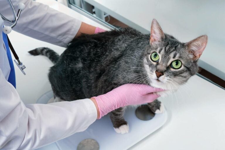 How to Treat Sebaceous Cysts on Cats: Our Vet Answers (With Infographic ...