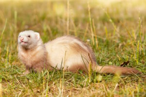 Weasel vs Ferret: The Key Differences (With Pictures) | Hepper