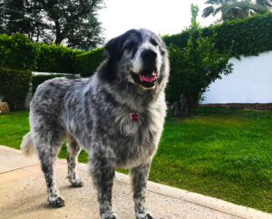 Newfoundland Great Pyrenees Mix: Pictures, Care Guide, Temperament ...
