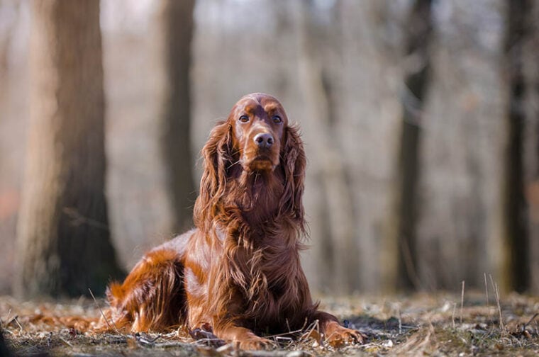 How Big Do Irish Setters Get? With Growth & Weight Chart | Hepper